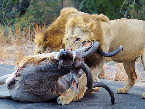 Lions Catch Antelope on Safari Park Road South Africa - Kannada DriveSpark